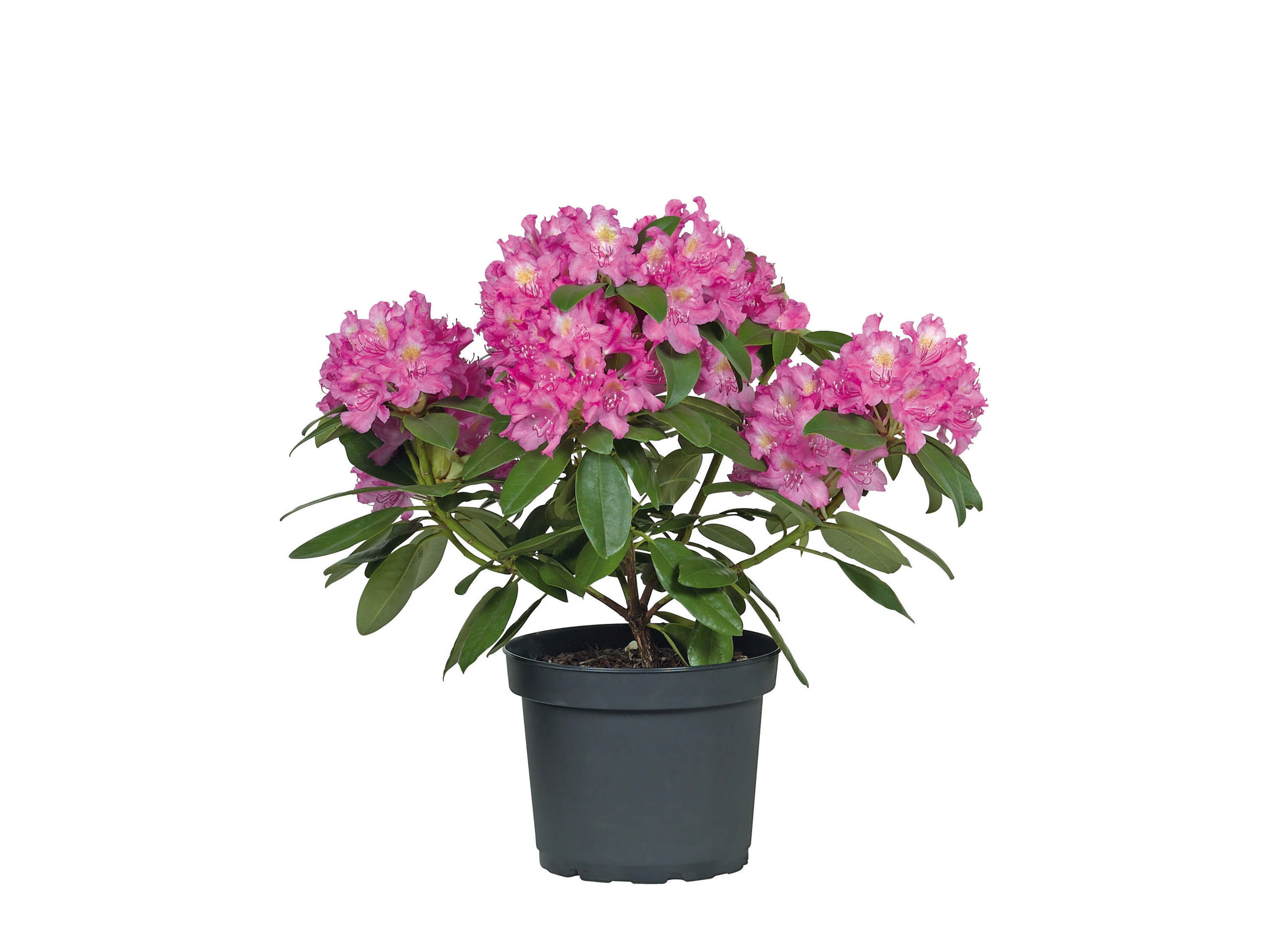 Supermarkets - Special Offers, Super Savers & More - Lidl Ireland - www ...